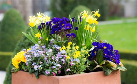 Ideas For Spring Flowering Bulbs The Home Depot