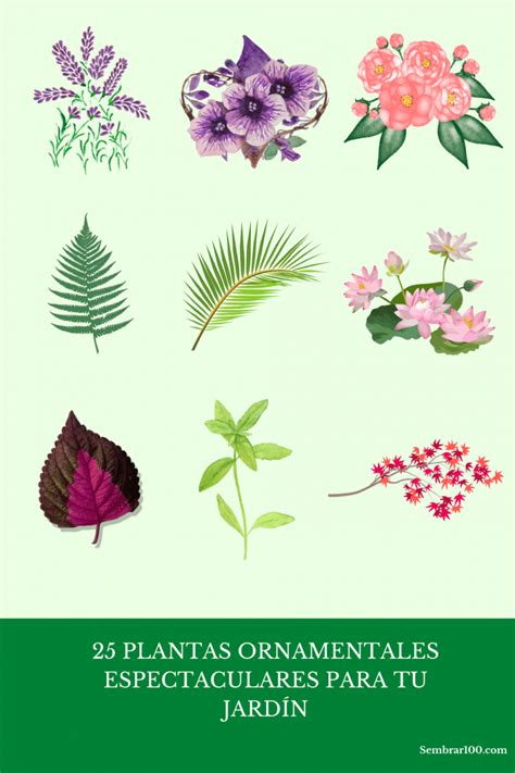 Plantas Ornamentales 16 Ejemplos Tipos Y Nombres
