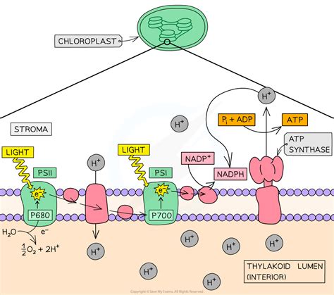 CIE A Level Biology复习笔记13 1 7 Photophosphorylation 翰林国际教育