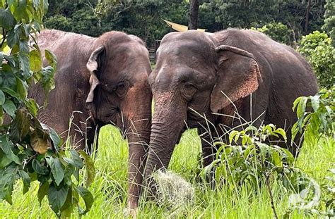 Pygmy Elephant Size Comparison