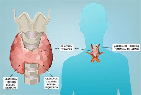 Significado de glándula tiroides Definición funciones y características