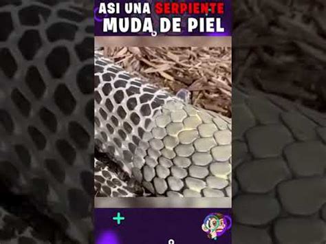La fascinante transformación cómo las serpientes cambian de piel
