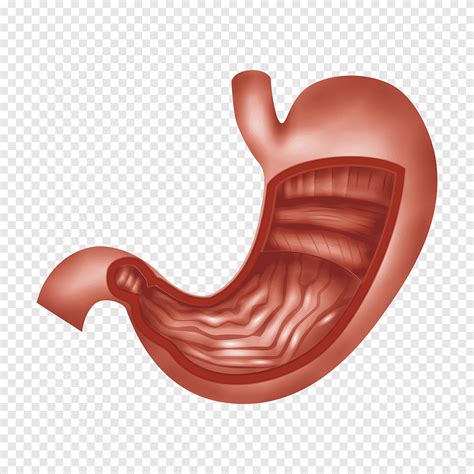Regions Of The Abdomen And Their Contents Clipart Etc