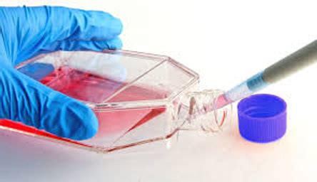 NC DNA Day Technique Tuesday Mammalian Cell Culture
