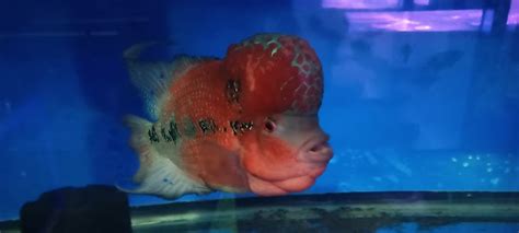 Prabani Aquarium Aquarium Shop In Kandy Ceylon Pages