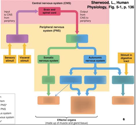Efferent Nervous System Diagram Quizlet