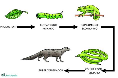 Cadena trófica qué es y ejemplos Resumen