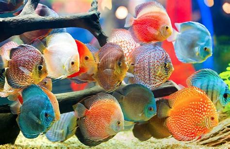 Ikan Hias Kecil Air Tawar Yang Warna Warni Jenis Jenis Dan Cara Merawatnya