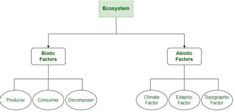 Ecosystem Definition Example Structure And Function