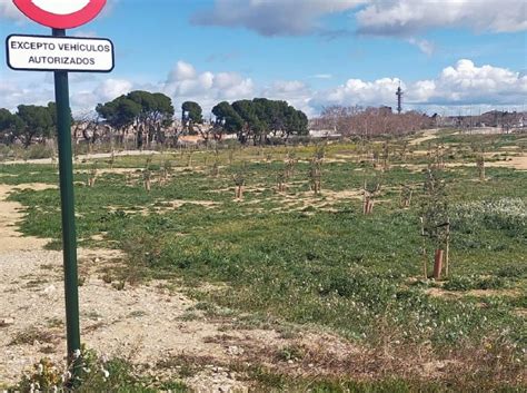 El Ayuntamiento Defiende Las Especies Plantadas En El Bosque De Los