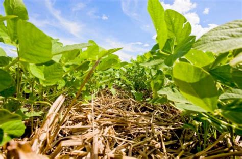 Plantio Direto 50 anos do início do sistema que alavancou o Agro