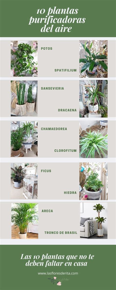 Toma Nota De Las Plantas Purificadoras Del Aire Y De F Cil Cuidado