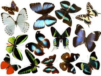 Types Of Butterflies With Descriptions And Pictures Lovetoknow