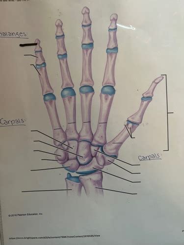 Diagrams Hand And Wrist Flashcards Quizlet