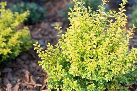 Low Maintenance Shrubs Perfect For The Front Of The House Shrubs For