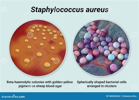 Bacteria Staphylococcus Aureus 3D Illustration Stock Illustration