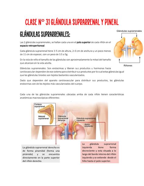 Clase N31 Glándula Suprarrenal y Pineal Clase N 31 Glándula