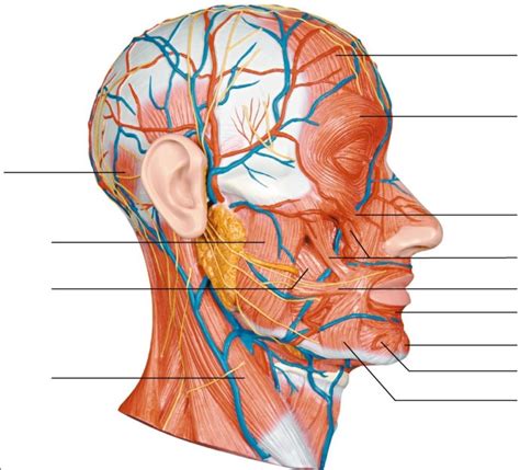 Head And Neck Muscles Pictures Diagram Quizlet
