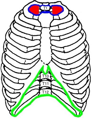Anatomy Lecture Thoracic Wall Pleural Cavities And Lungs Flashcards