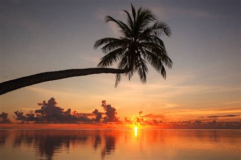 Coucher De Soleil Palmier Photo et Tableau Editions Limitées