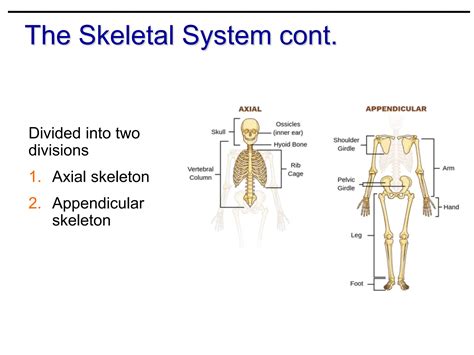 THE SKELETAL SYSTEM The Functions Of Bone Classification And