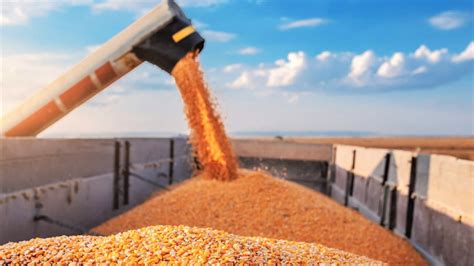 Milho ultrapassa soja e é produto mais exportado do agro goiano em janeiro