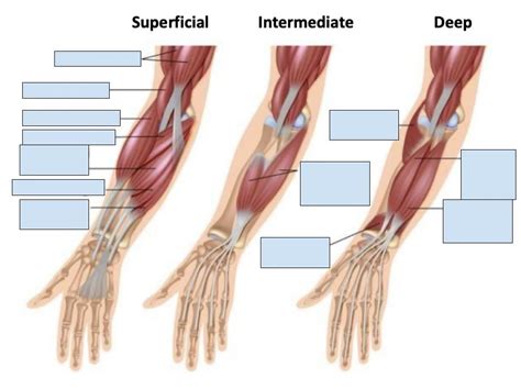 Anterior Forearm Muscles Diagram Quizlet