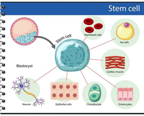 Le Cellule Staminali Che Cosa Sono Queste Cellule Madri