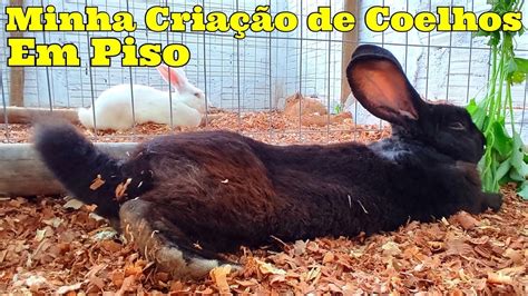 Iniciando a Criação de Coelhos em Piso YouTube
