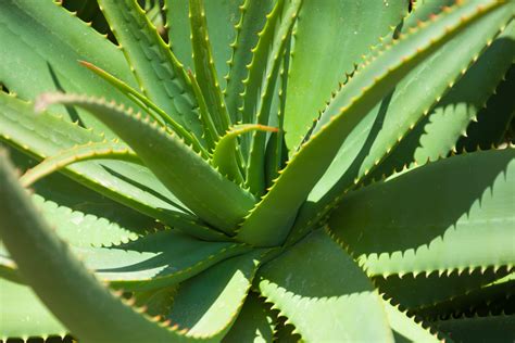Beneficios Del Aloe Vera Para Mejorar Nuestra Salud Chapin TV