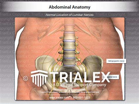 Lumbar Nerves Abdominal Anatomy TrialQuest Inc