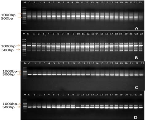 issr inter simple sequence repeats banding pattern with primer t ga 9 download scientific