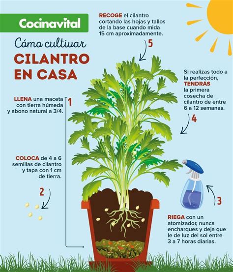 Cómo cultivar cilantro en macetas con o sin semillas