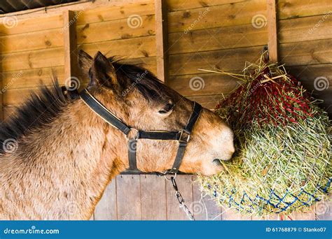 Cavalo Que Come O Feno Imagem De Stock Imagem De Castanha 61768879
