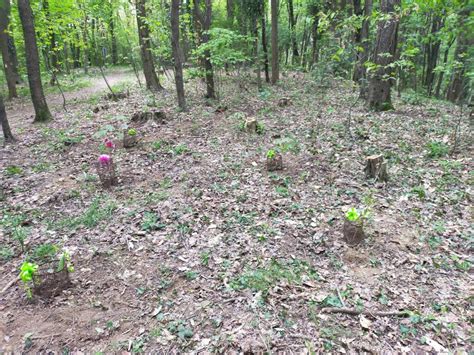 Lurate Caccivio Nasce Il Bosco Generazione 2020 CiaoComo