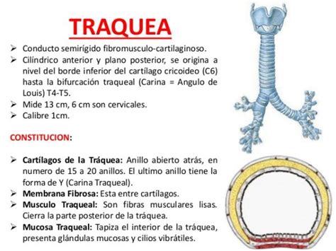Que Funcion Cumple La Traquea En El Sistema Respiratorio Actualizado