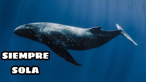 La TRÁGICA Historia de la Ballena más SOLITARIA del Mundo Whalien 52
