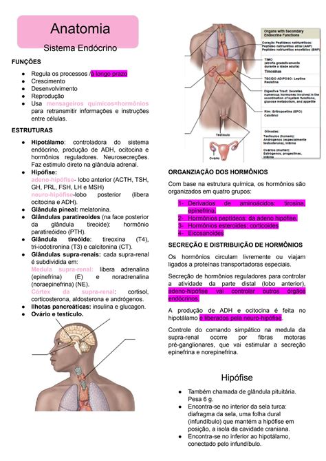 SOLUTION Aula 2 Sistema End Crino Docx Studypool