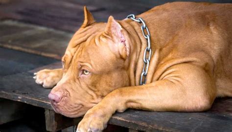 Cuidado C O Bravo As Ra As De Cachorro Mais Perigosas Do Mundo O