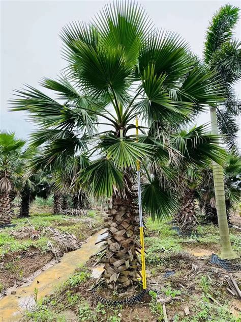 Washingtonia Palm Tree Live Plant Indoor Plants Outdoor Plants Nature