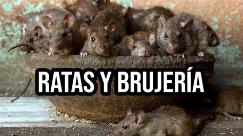Qu Significa So Ar Con Ratas Ratas En La Brujer A Youtube