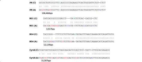 alignment of dna sequence of pk nd1 nd4 and cyt b genes fragments download scientific