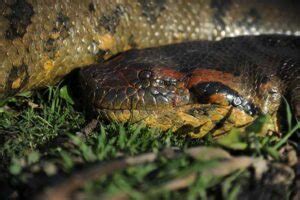 Eunectes akayima Nova Espécie de Sucuri Descoberta na Amazônia é a