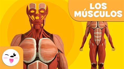 Los MÚSCULOS para niños El sistema muscular El cuerpo humano para