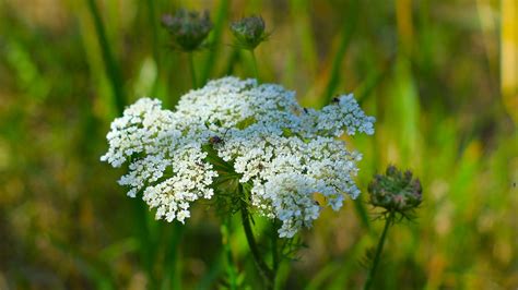 Wild Wortel Bloemen Wilde Gratis Foto Op Pixabay Pixabay