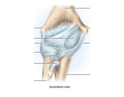 Elbow Joint Anterior View Diagram Quizlet