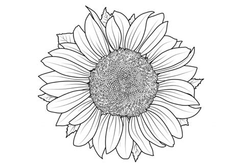 Los Mejores Dibujos De Girasoles Para Colorear Todo Para Colorear