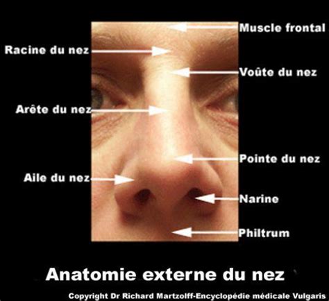 Anatomie Et Physiologie Du Nez Notions D Anatomie Physiologie Des
