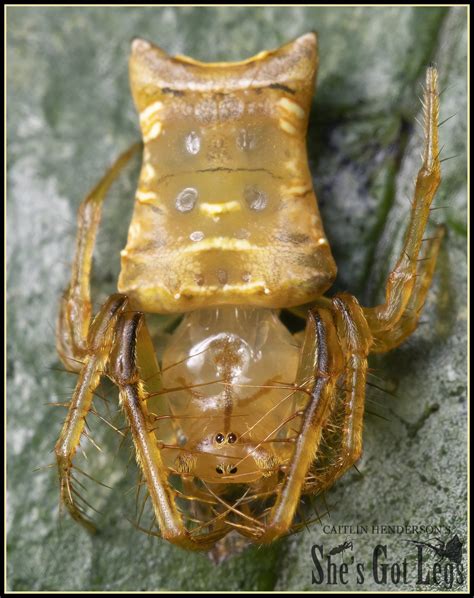 Arkyidae Caitlin Henderson S She S Got Legs