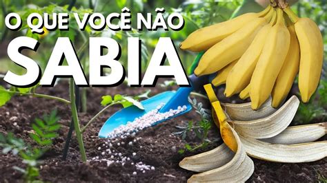 Adubo fácil e grátis para qualquer planta Nova receita adubo casca de